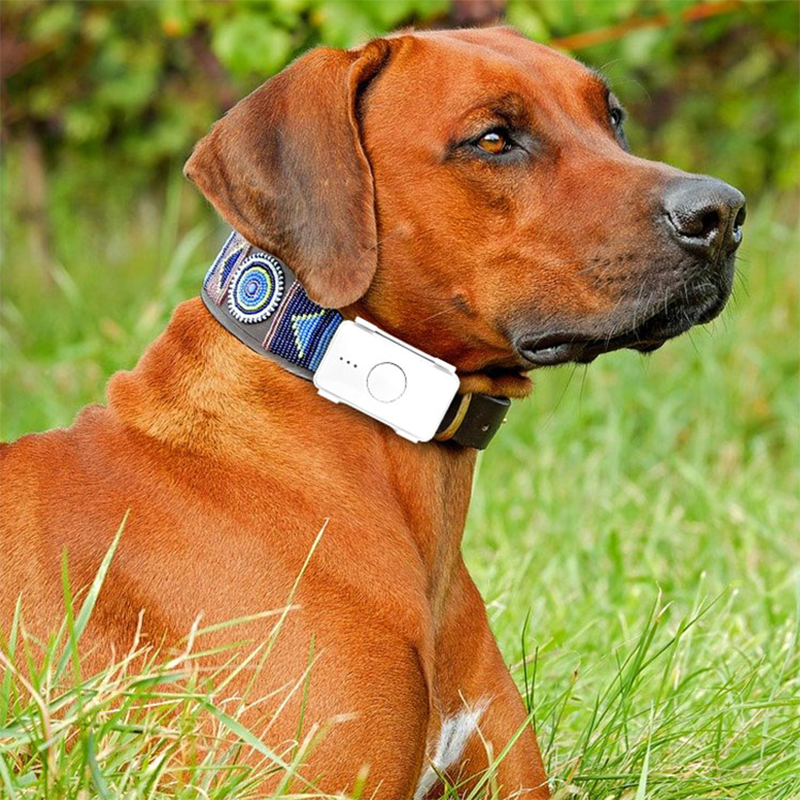 Pet GPS Position Tracker Solution - Skylab